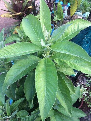 Sambong Herbal plant Live plant-Rooted plant with FREE Fertilizer ...