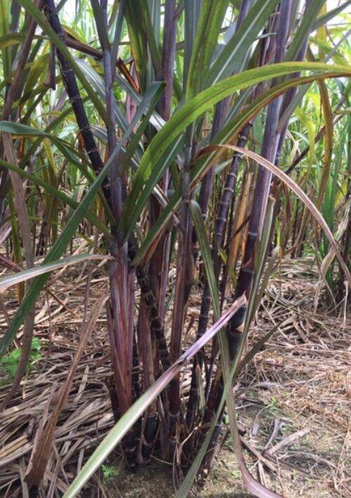 pokok tebu selasih, pokok herba | Lazada