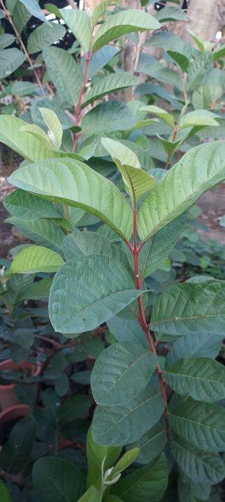 Apple Guava Giant Guapple | Lazada PH