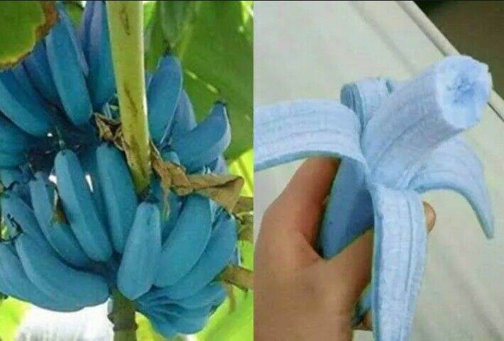 Bibit Pisang Biru Hawai Blue Java Banana Rasa Buah Creamy Mirip Eskrim ...