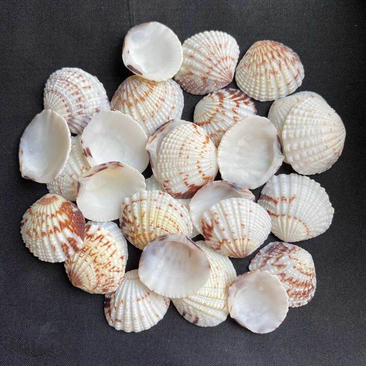 เปลือกหอยลายจุดสีน้ำตาลขนาดเล็ก 50g hua ying small spotted clam shell ...