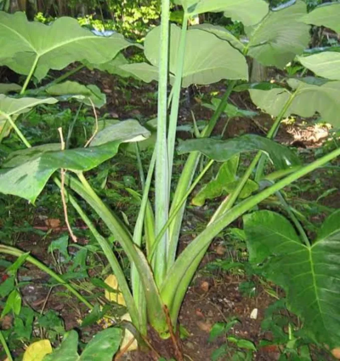 Taro/gabi/sanpernando pangtanim( 1bulb w/stem | Lazada PH