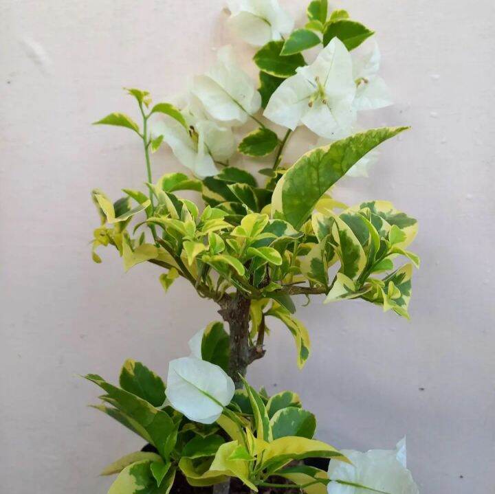 tanaman hias pohon bunga bougenvile sultan brunei putih - bibit pohon ...