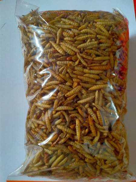 maggot kering, pakan ikan chana, pakan cupang, pakan ikan murah, maggot ...