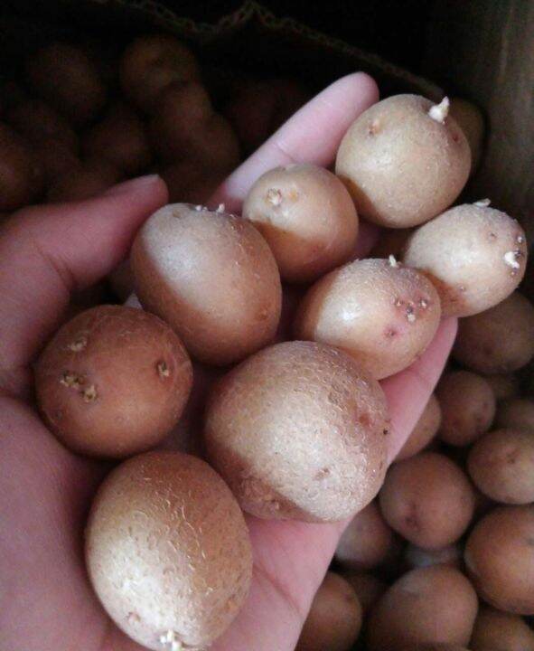 benih kentang G0 asli bersertifikat, bibit kentang g0 | Lazada Indonesia