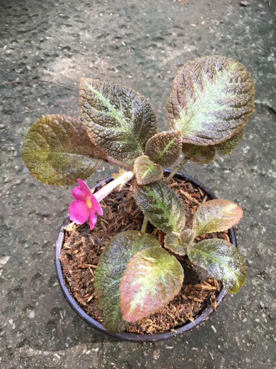 Episcia Pink Panther (Luzon only) | Lazada PH