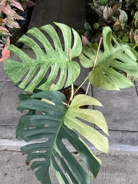 Monstera Mint ฟอร์มสวย ไม้ยอด 🪴🪴🪴สนใจทักคุยได้ค่ะ | Lazada.co.th