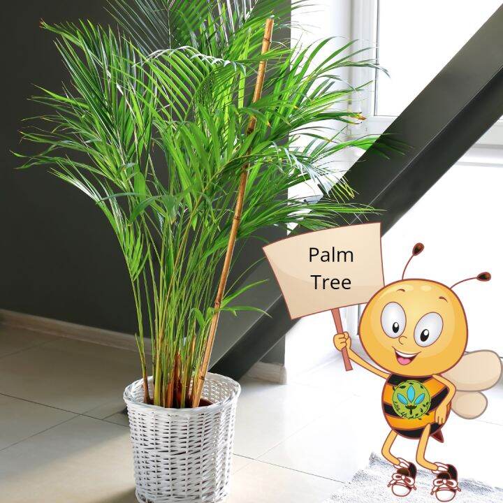 5 seeds for planting binhi pantanim palmera palm plant | Lazada PH