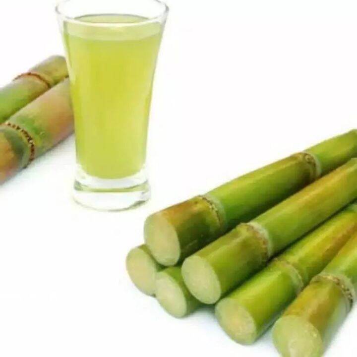 Batang tebu hijau segar 500g | Lazada Indonesia