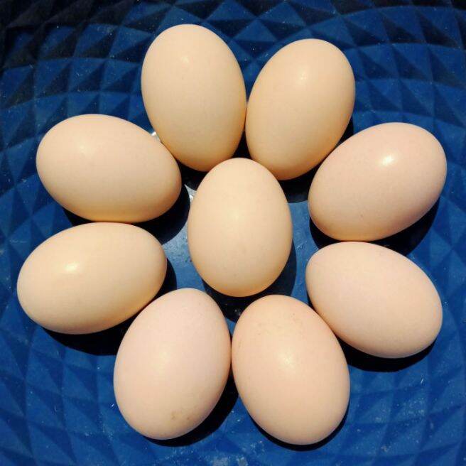 Telur / Telor Ayam Bangkok, Fertil Bisa Untuk Konsumsi atau Ditetaskan ...