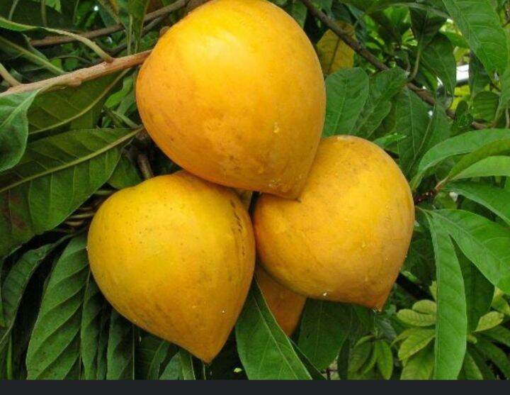 Chesa fruit seedling live plant | Lazada PH