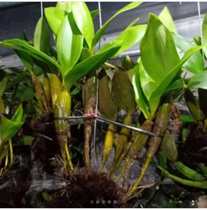 Anggrek jamrud dendrobium macrophyllum 2 pohon | Lazada Indonesia