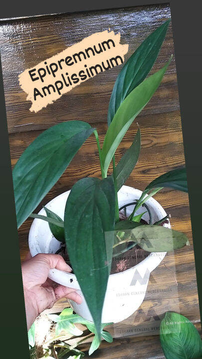 Epipremnum amplissimum RARE/Thailand Variety Amplifolia Pothos dark ...