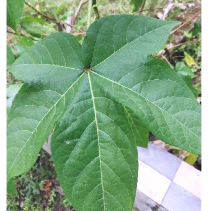 Daun Kapas Segar / Obat Batuk / Daun Herbal | Lazada Indonesia