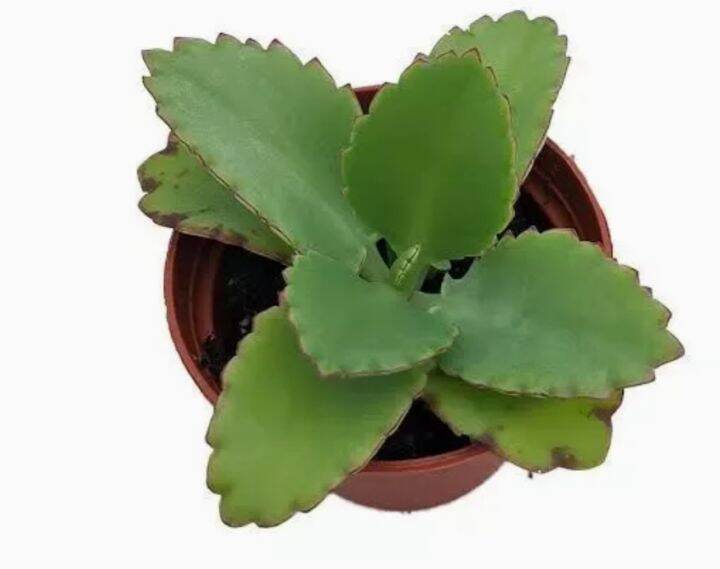 kataka taka plant rooted small more benifets | Lazada PH