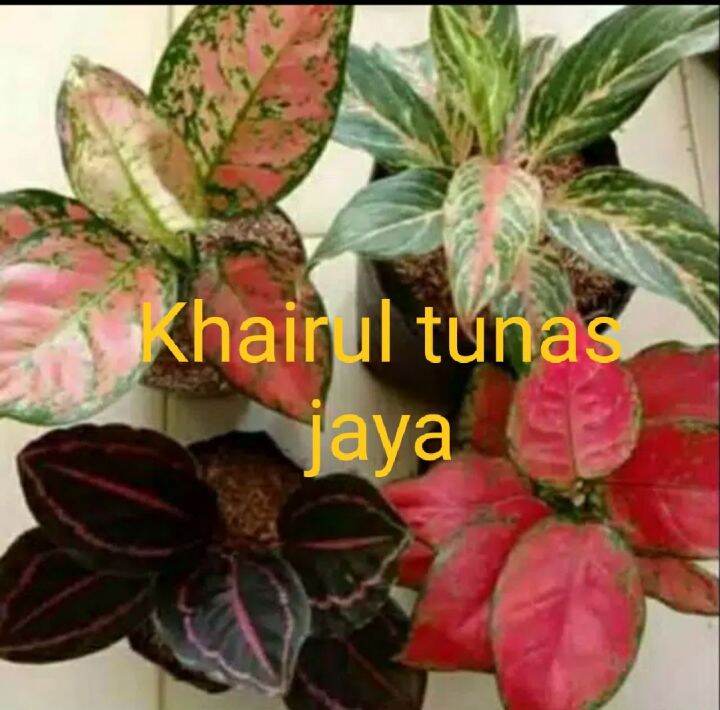 paket 4 jenis bunga aglonema,red Anja,dut Anja, butterfly,calathea ...