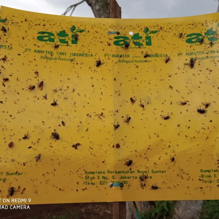 Likat Kuning 20x25 cm / Yellow trap/ Perangkap hama serangga segala ...