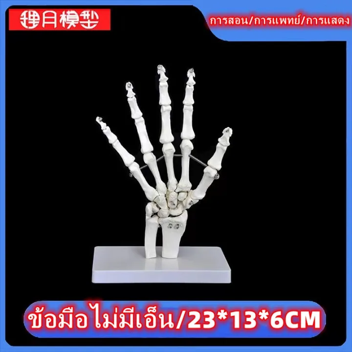 【กรุงเทพพร้อมส่ง】1:1 Lifesize Hand Joint Anatomical Skeleton Model ...