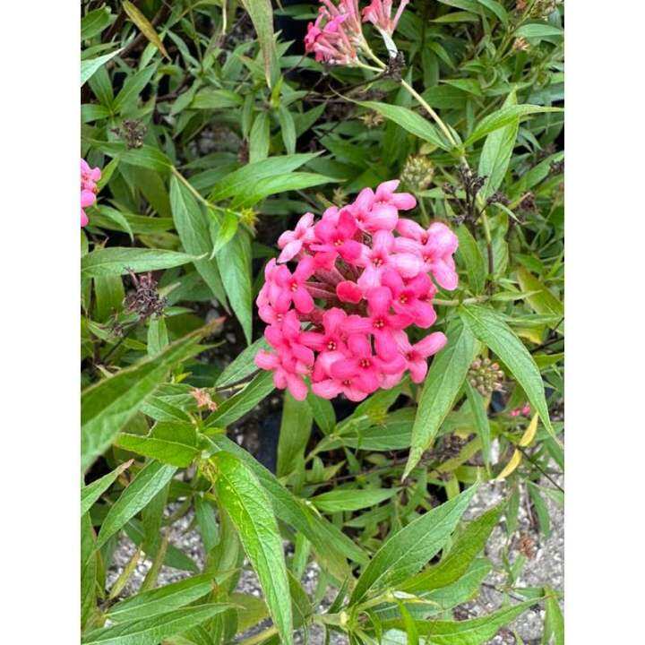 Panama Rose (Rondeletia leucophylla) outdoor plant | Lazada