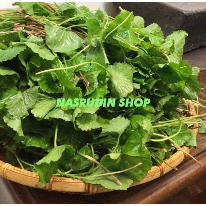 DAUN PEGAGAN SEGAR 200 LEMBAR / DAUN ANTAN LANGSUNG PETIK / DAUN TAPAK ...