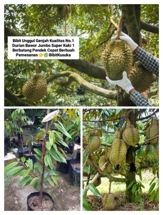 Bibit Tanaman Buah Durian Bawor Jumbo Kualitas Super Unggul Genjah cepat Berbuah dapat ditanam ...