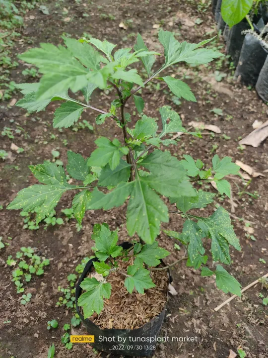 bibit tanaman purwoceng - purwoceng tanaman herbal - Tanaman kisaat ...