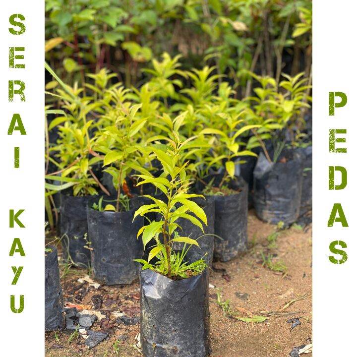 Pokok Serai kayu pedas / pokok samak pedas untuk ulaman | Lazada