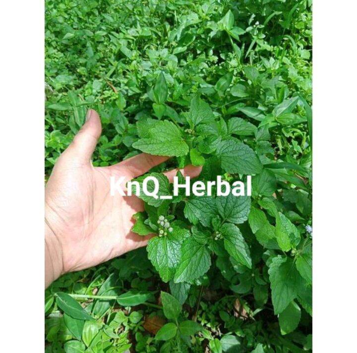 Daun Bandotan Babadotan Asli Segar 1kg Daun Wedusan | Lazada Indonesia