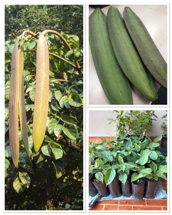 Pokok ulam beko | Lazada