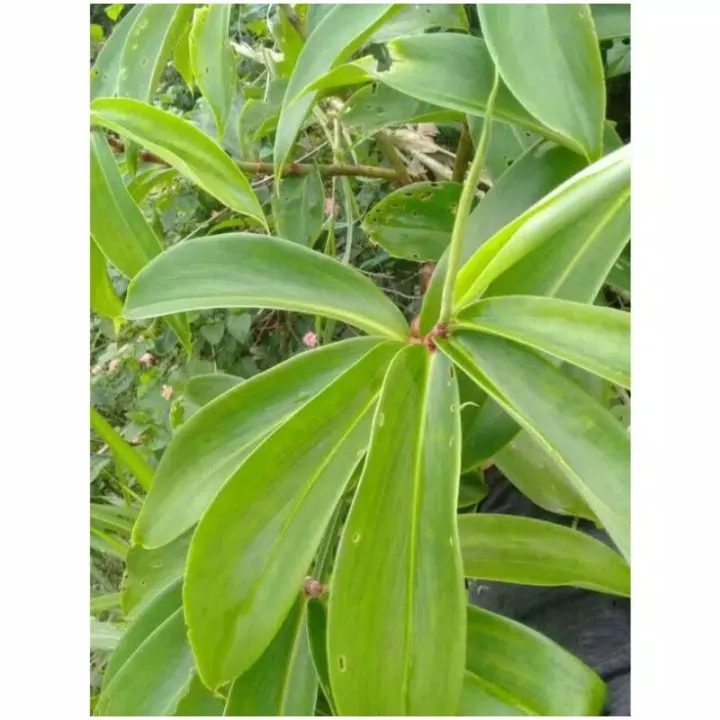 Daun pacing segar 250gram | Lazada Indonesia