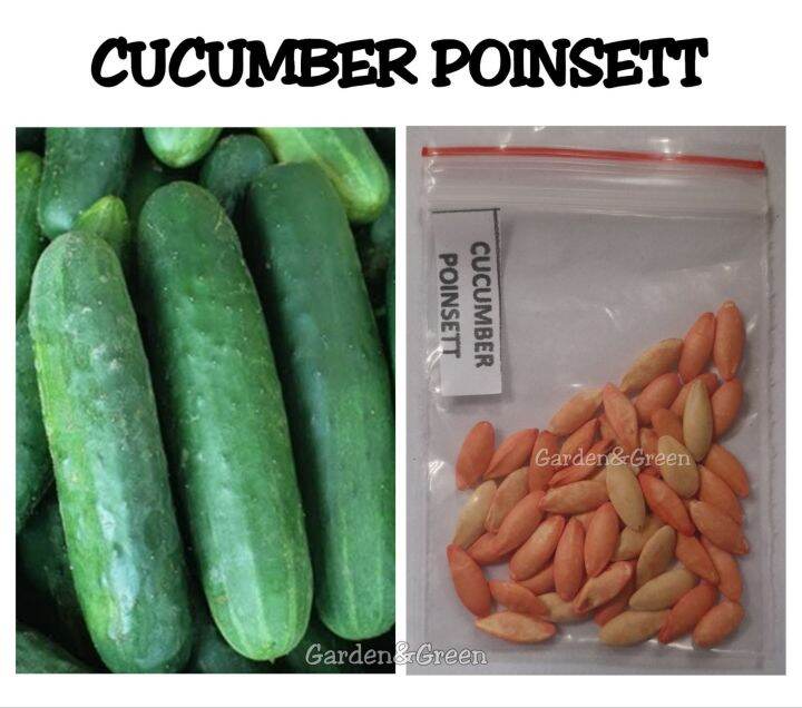 Cucumber Poinsett-Pipino seeds (50seeds) | Lazada PH