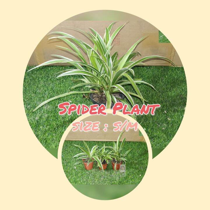 **Variety** Spider Plant (Pokok Spider) | Lazada