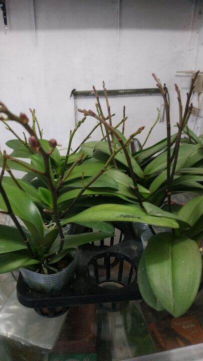 Anggrek Bulan Mini double Spike Murah Berkualitas | Lazada Indonesia