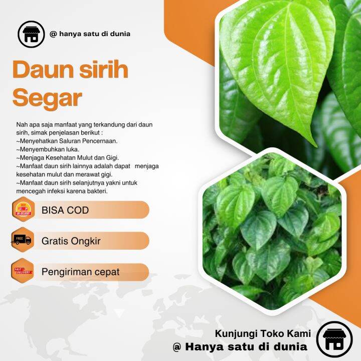 Dau sirih/Daun seureuh/sedah,suruh/daun sere 250 gram | Lazada Indonesia