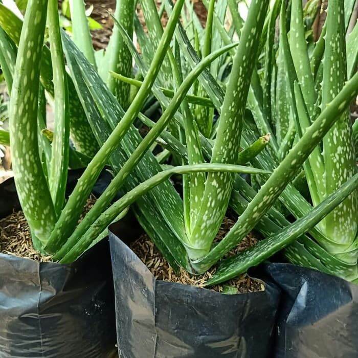 Pohon Lidah Buaya Bibit Lidah Buaya Lazada Indonesia