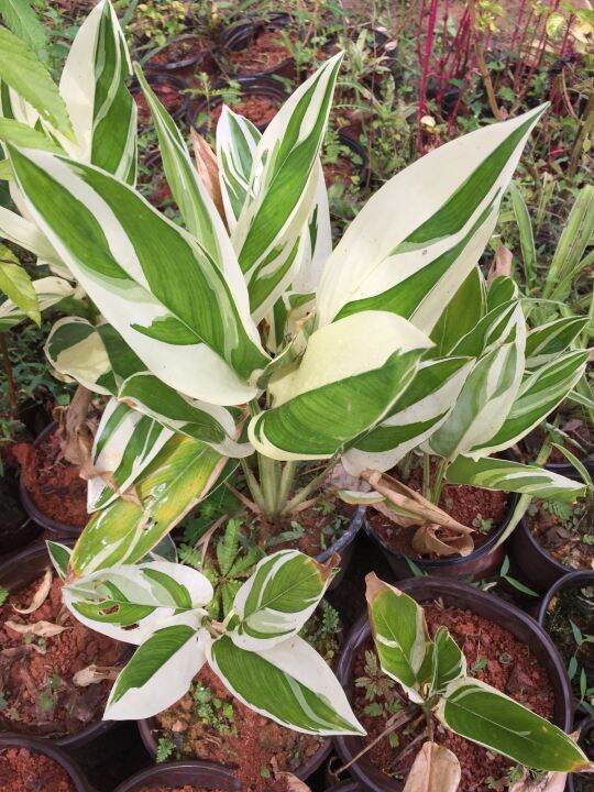 Anak Pokok Bemban Batik Maranta arundinacea L. Marantaceae , Ubi sagu ...