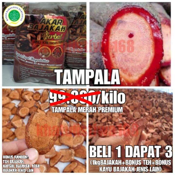 KAYU BAJAKAH TAMPALA MERAH SUPER ASLI KALIMANTAN AKAR BAJAKAH PREMIUM ...