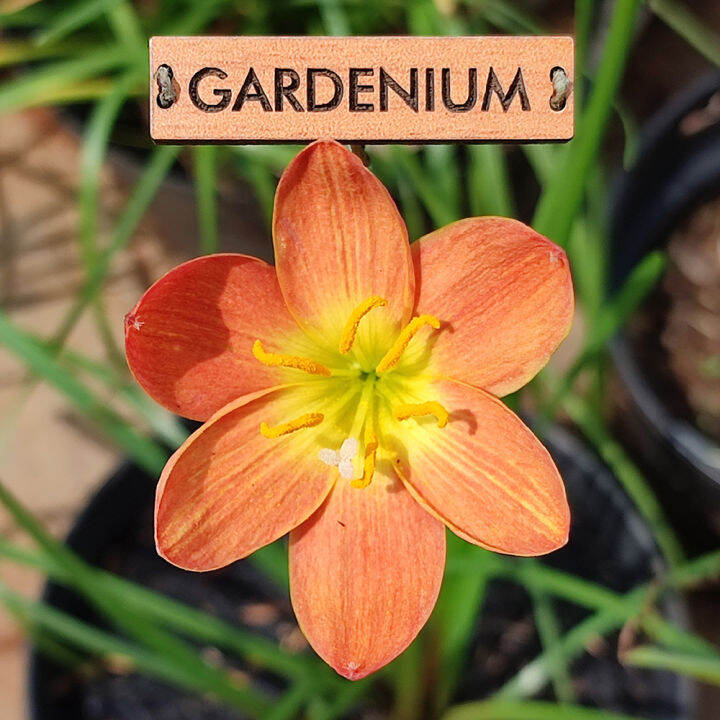 Umbi Bunga Rain Lily Java - Rainlily Zephyranthes Hybrid | Lazada Indonesia