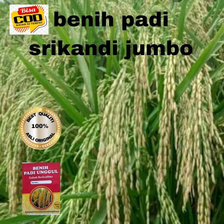 BENIH PADI SRI KANDI JUMBO UNGGUL KUALITAS 1kg | Lazada Indonesia