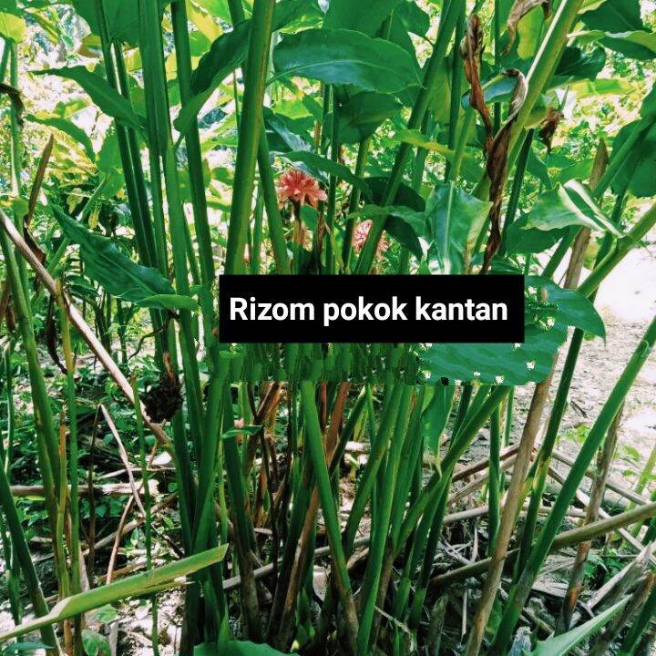 Rizom pokok kantan mudah hidup | Lazada