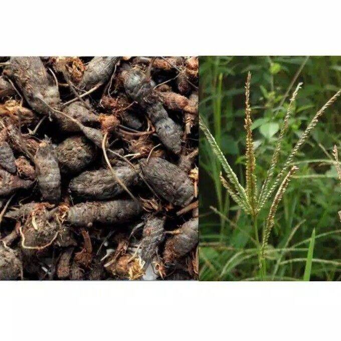 Umbi suket teki/rimpang rumput teki fres 250 grm | Lazada Indonesia