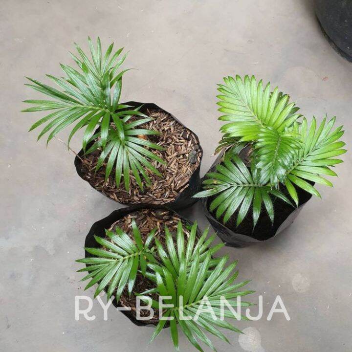 Tanaman hias palem komodoria - Palem mini | Lazada Indonesia