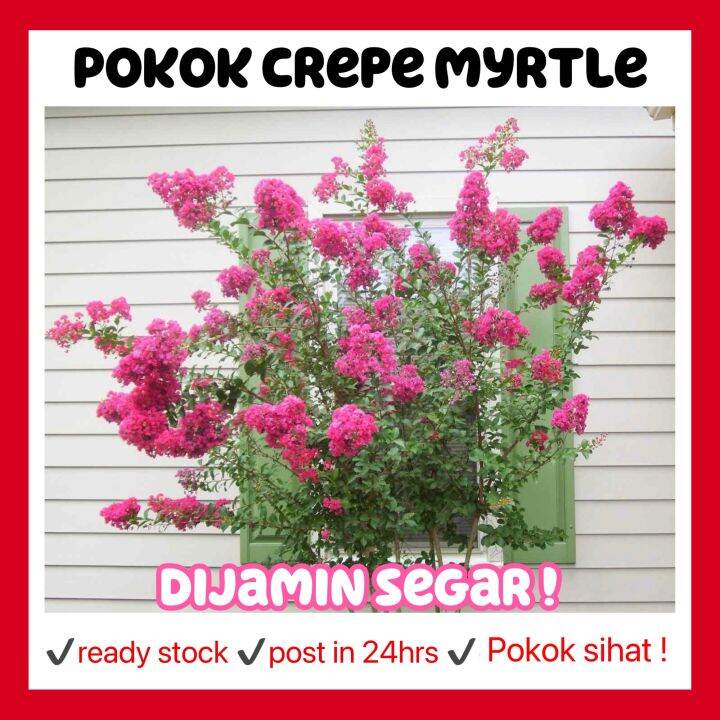 rina • pokok crepe myrtle • lagerstroemia indica pokok hidup bunga live ...
