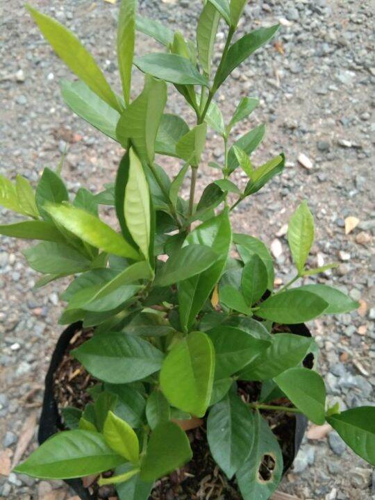 Dwarf Rosal Flowering Plants Outdoor Plants Well Rooted Established ...