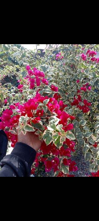 Variegated BOUGAINVILLA RARE super rare locally growth buhay na halaman ...