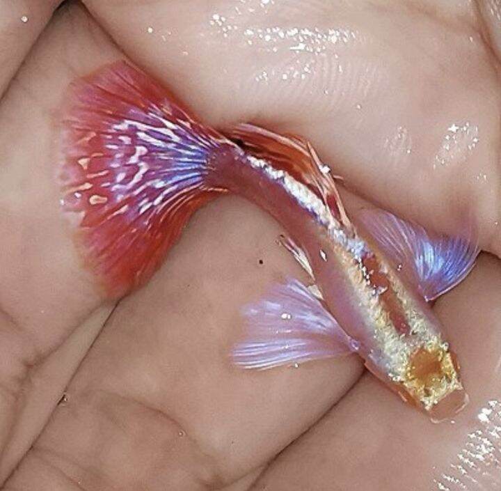 Albino Dumbo Platinum Red Mosaic Big Ear Guppy (1 pair) | Lazada