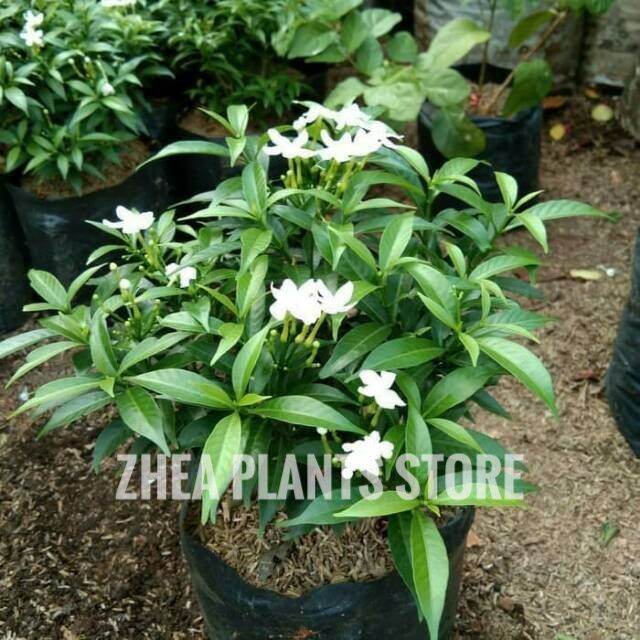 Pohon Rembosa Mini Bunga Putih / Tanaman Rombusa Mini | Lazada Indonesia