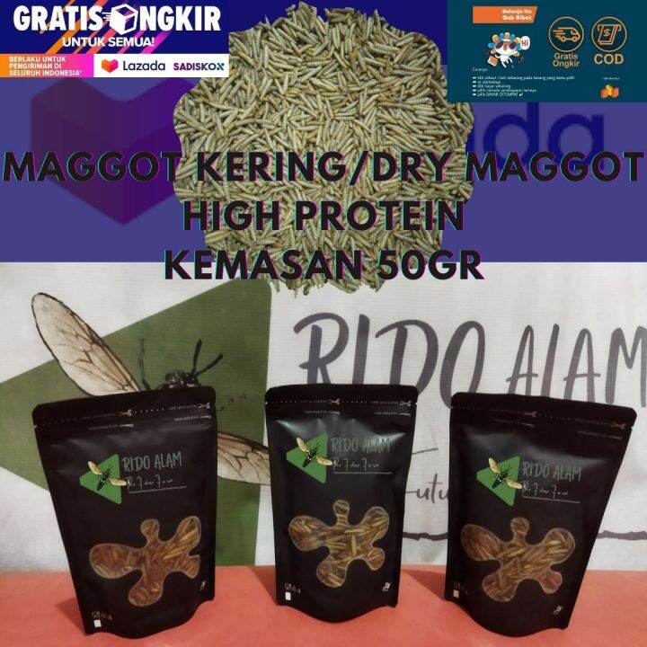 Maggot kering A+ Lalat bsf/ Dry maggot kwalitas terbaik HIGH PROTEIN ...