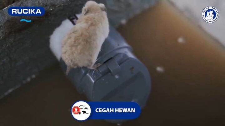 Fitting Katup Selokan Paralon Cegah Bau Hewan Aliran Pembuangan Masuk ...