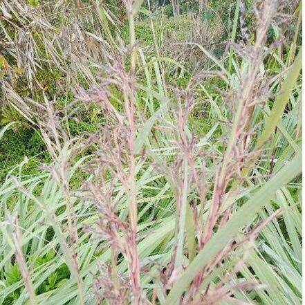 Bunga sereh merah pengusir nyamuk 10 tangkai | Lazada Indonesia